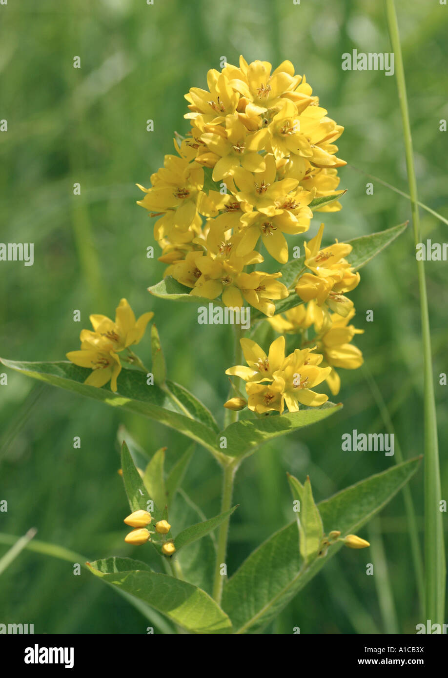 garden loosestrife, yellow loosestrife (Lysimachia vulgaris), flowering ...