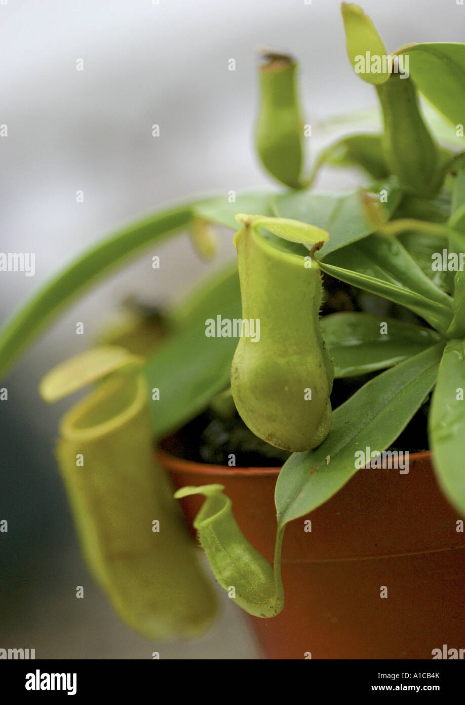 pitcher plant (Nepenthes spec.), special leaves for catching insects ...