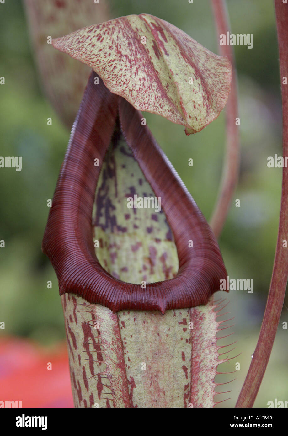 pitcher plant (Nepenthes spec.), leaf or catching insects Stock Photo ...