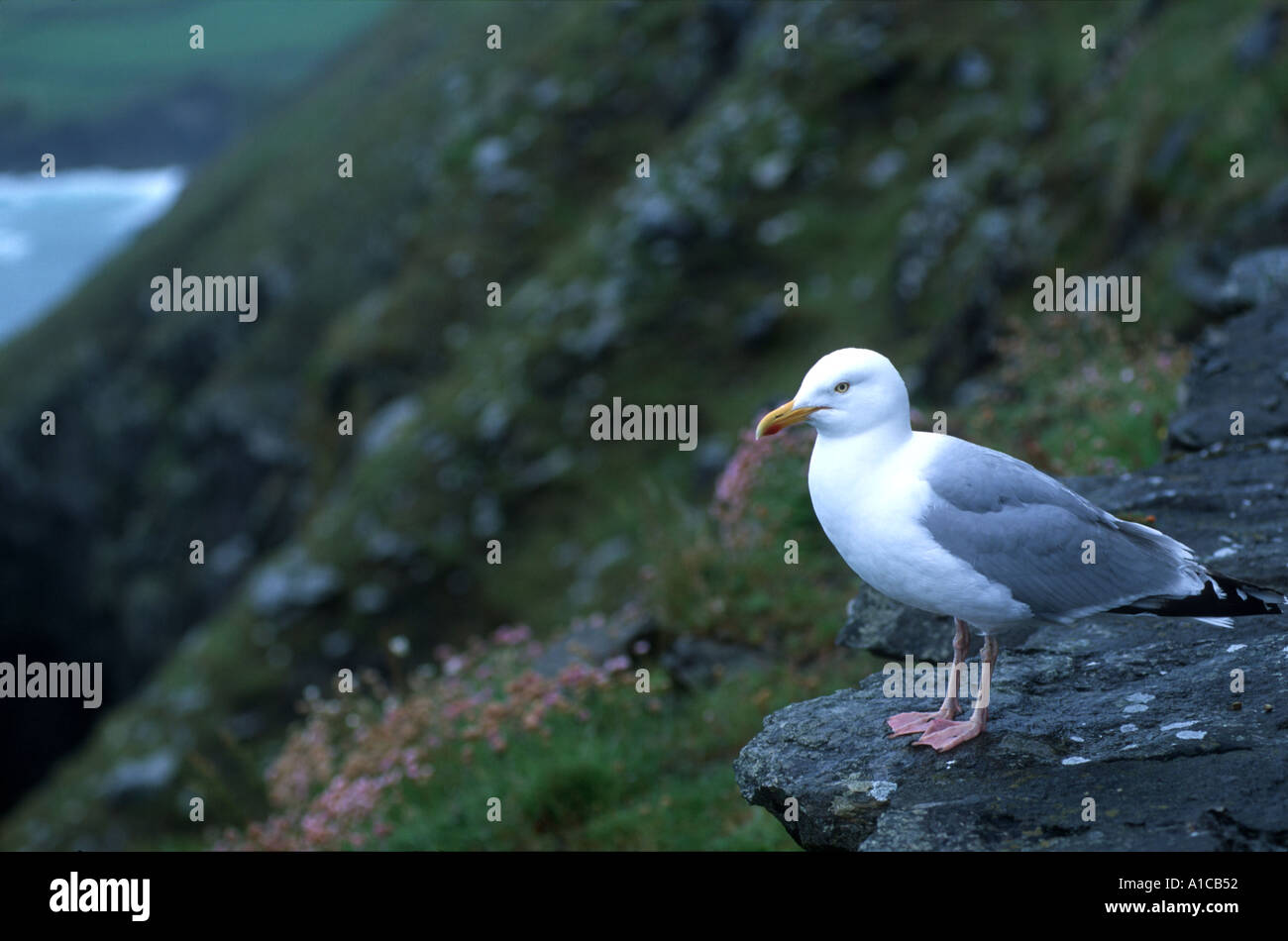 Seagull on Sleahead Drive, Dingle Peninsula Kerry Ireland Stock Photo ...