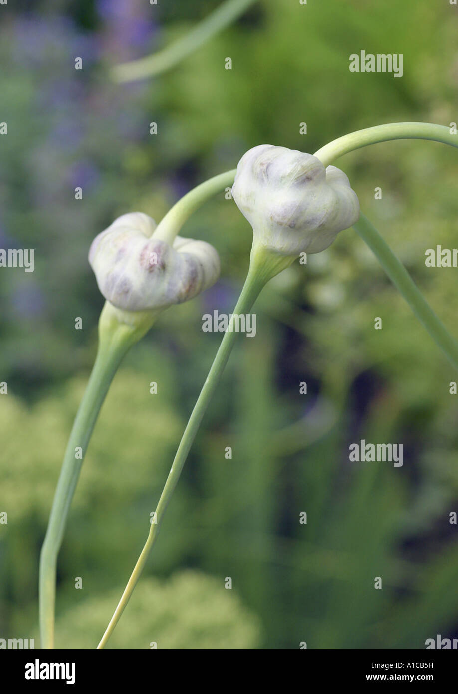 Bulblets hi-res stock photography and images - Alamy