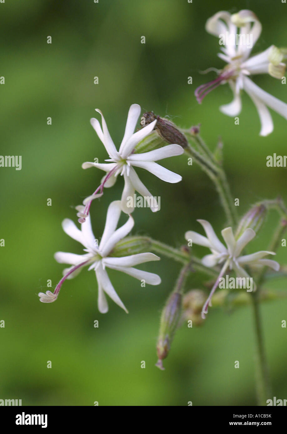 nottingham catchfly (Silene nutans), inflorescence Stock Photo - Alamy