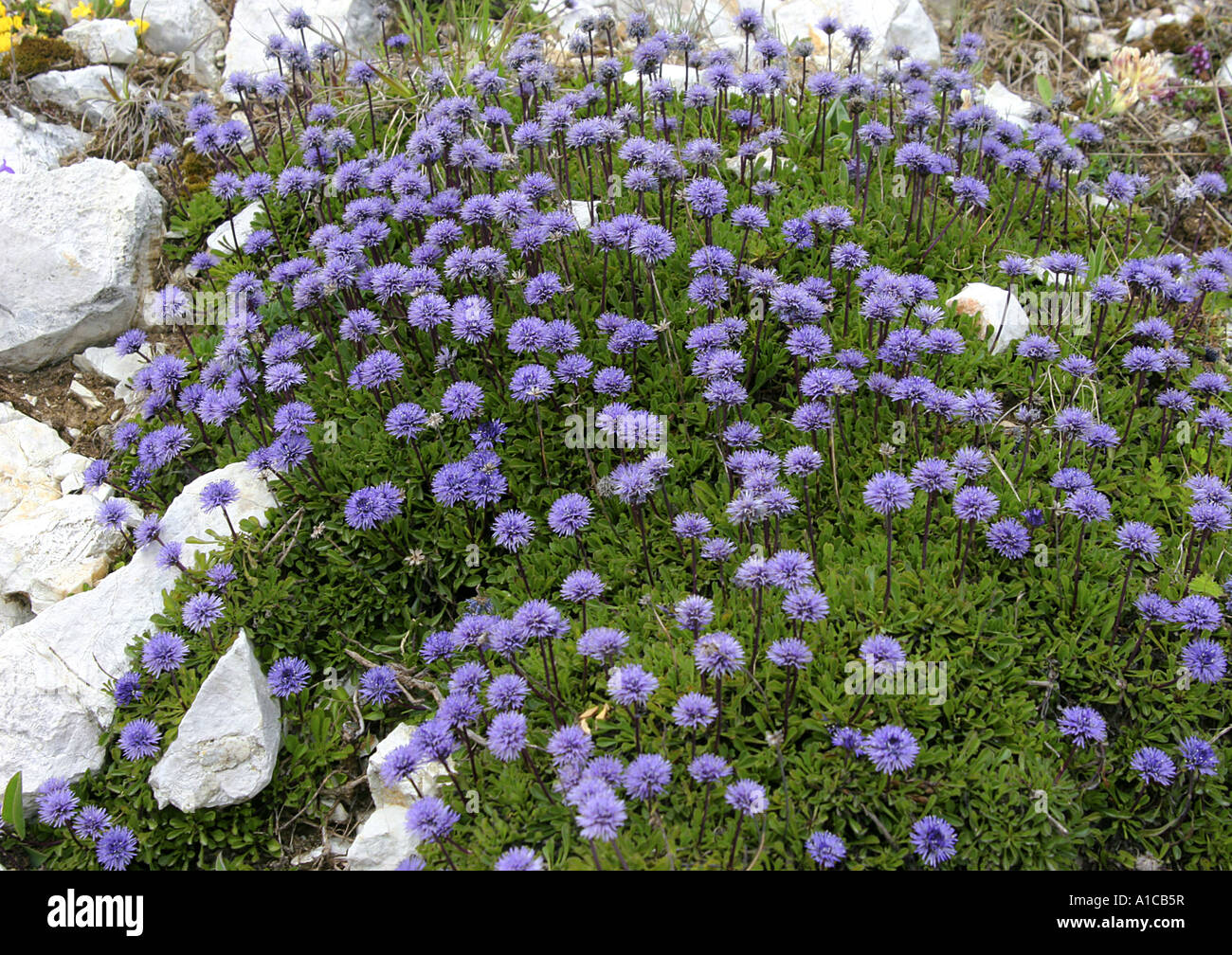 globe daisy, leather leaf owder puff, powderpuff (Globularia cordifolia ...