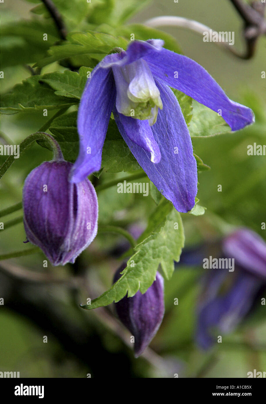 Alpine clematis (Clematis alpina), flower and flower buds Stock Photo ...