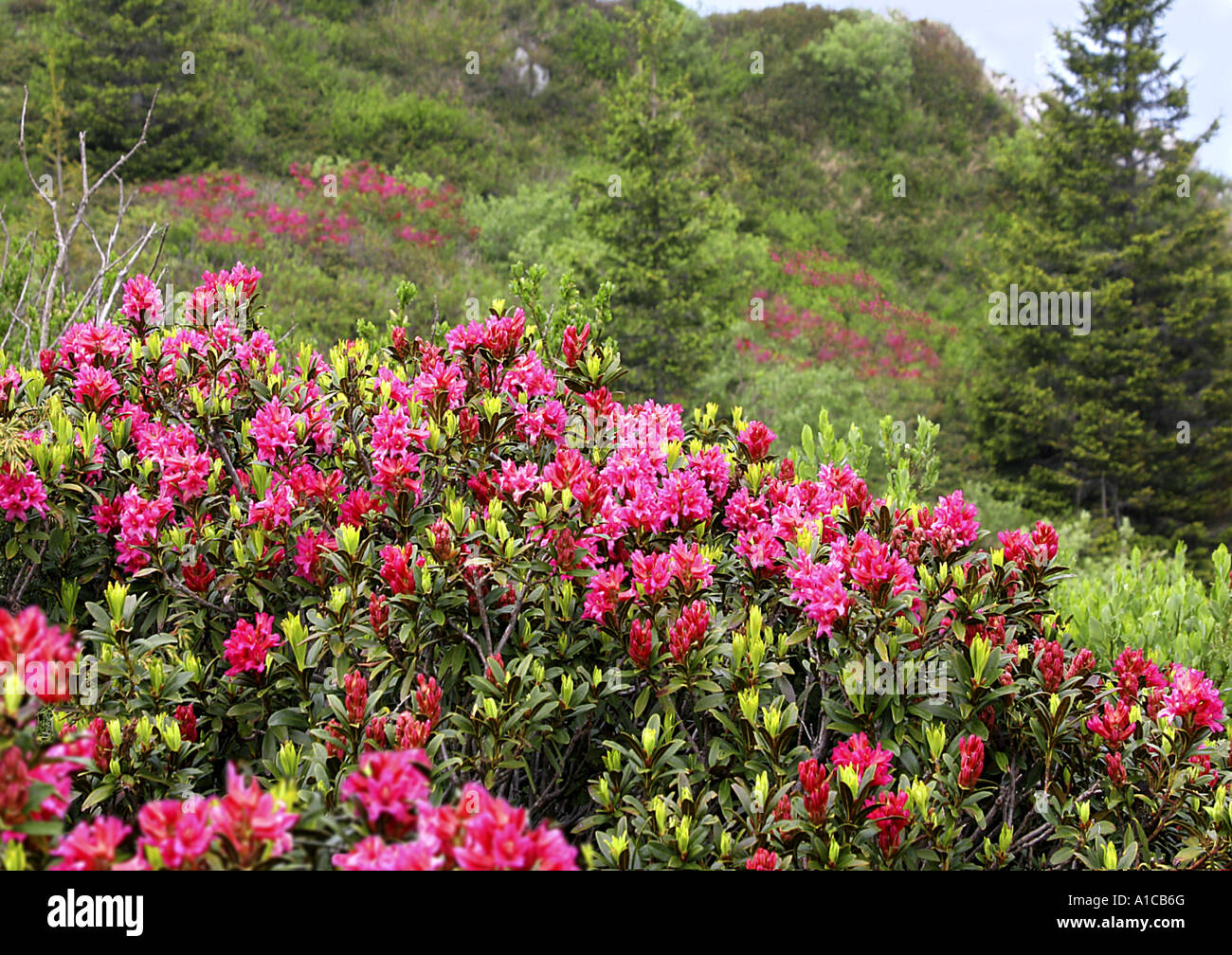 rust-leaved alpine rose (Rhododendron ferrugineum), blooming shrub ...