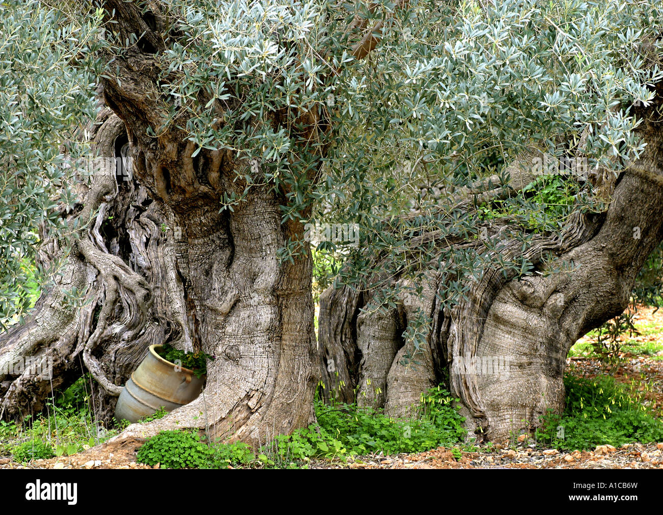 olive tree (Olea europaea ssp. sativa), large old tree Stock Photo - Alamy