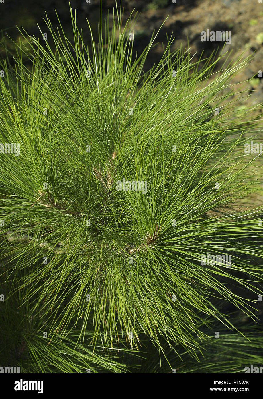Pinus canariensis leaves hi-res stock photography and images - Alamy