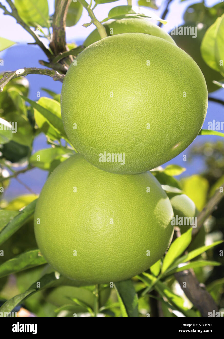 Shaddock, Pummelo (Citrus maxima), fruits Stock Photo - Alamy