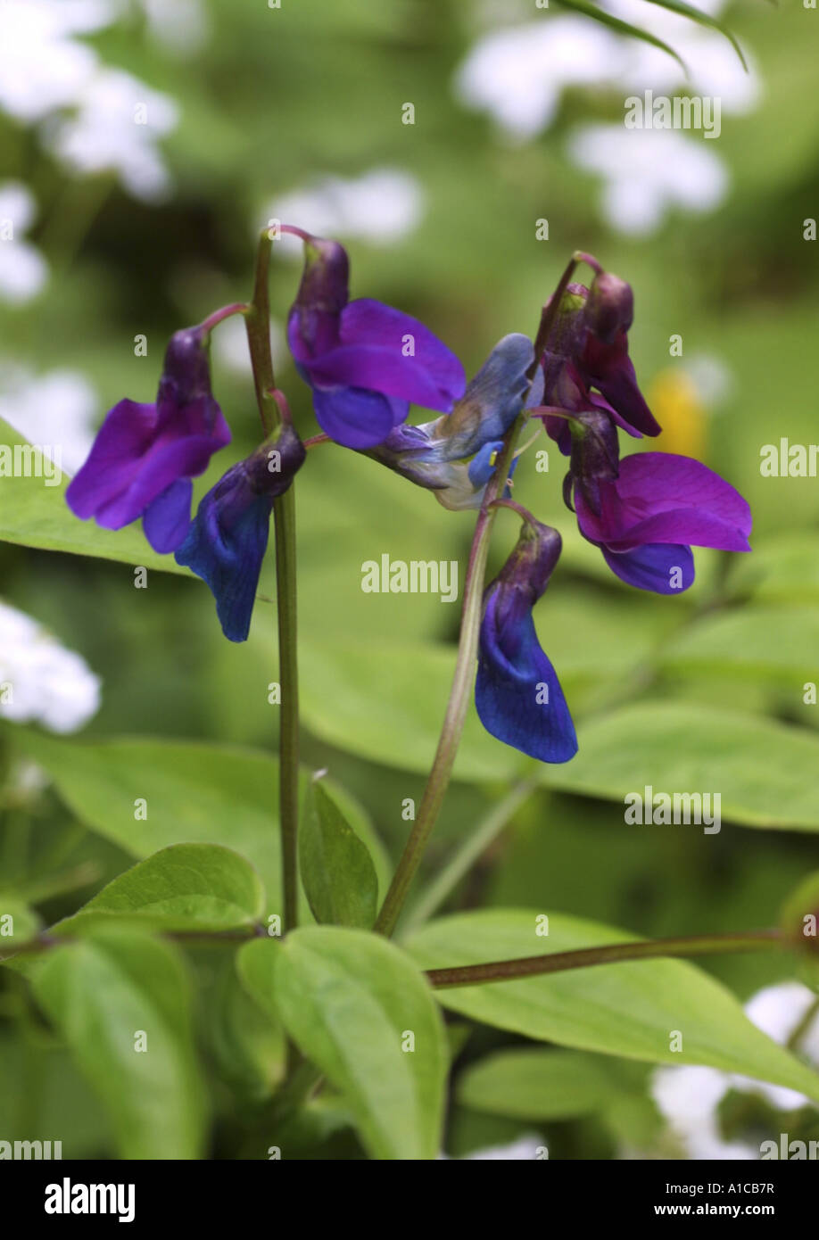 Lathyrus flowers hi-res stock photography and images - Alamy