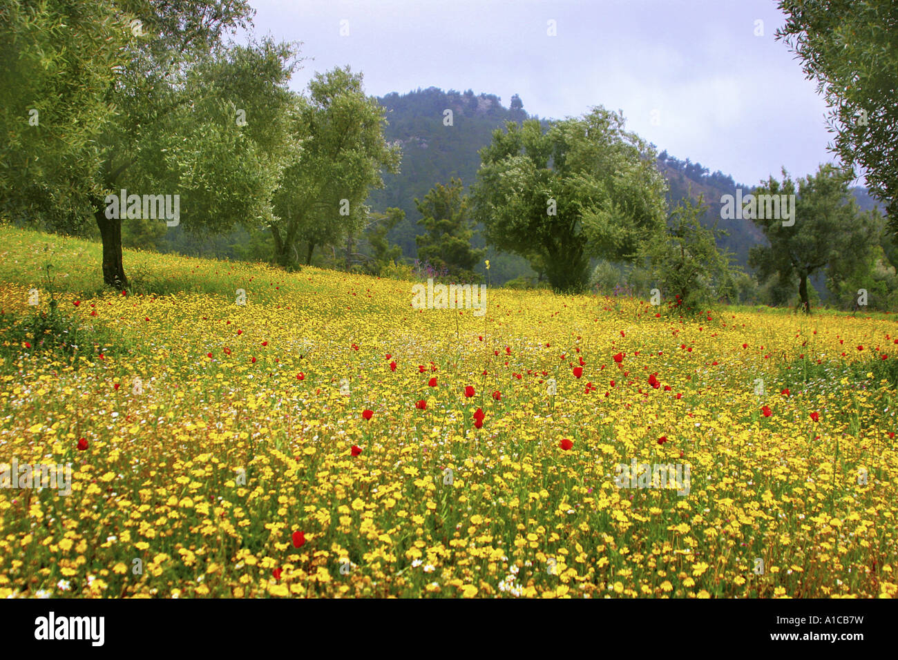 Flowering meadow in spring, Greece, Rhodes Stock Photo - Alamy