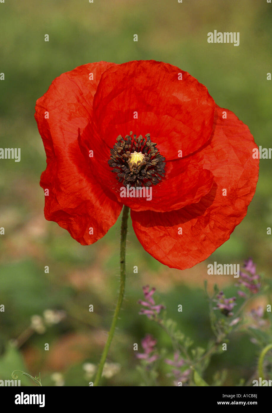common poppy, corn poppy, red poppy (Papaver rhoeas), single blossom ...