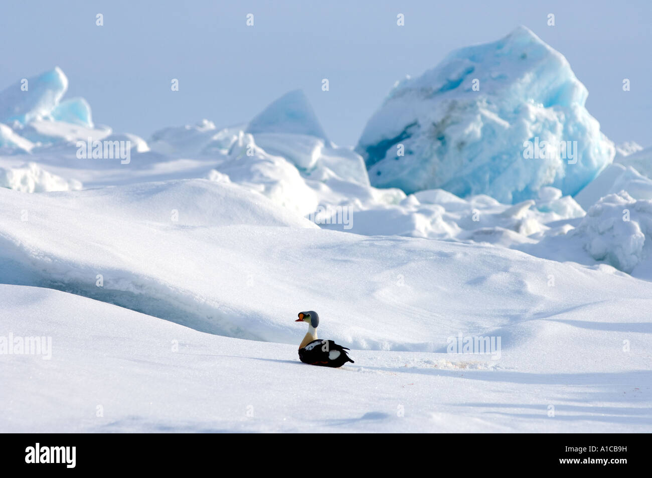 king eider Somateria spectabilis on jumbled ice on the frozen Chukchi ...