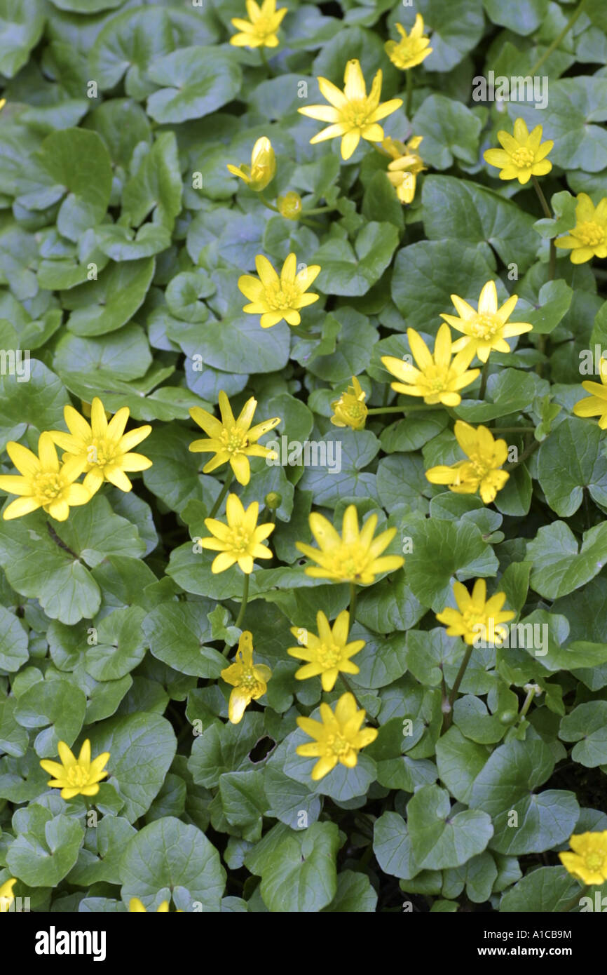 lesser celandine, fig-root butter-cup (Ranunculus ficaria, Ficaria ...