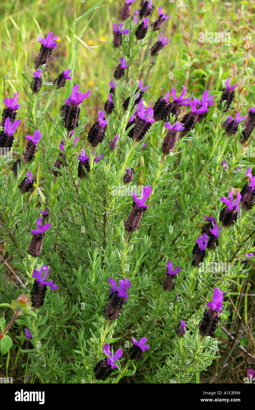 Chamaephytes hi-res stock photography and images - Alamy