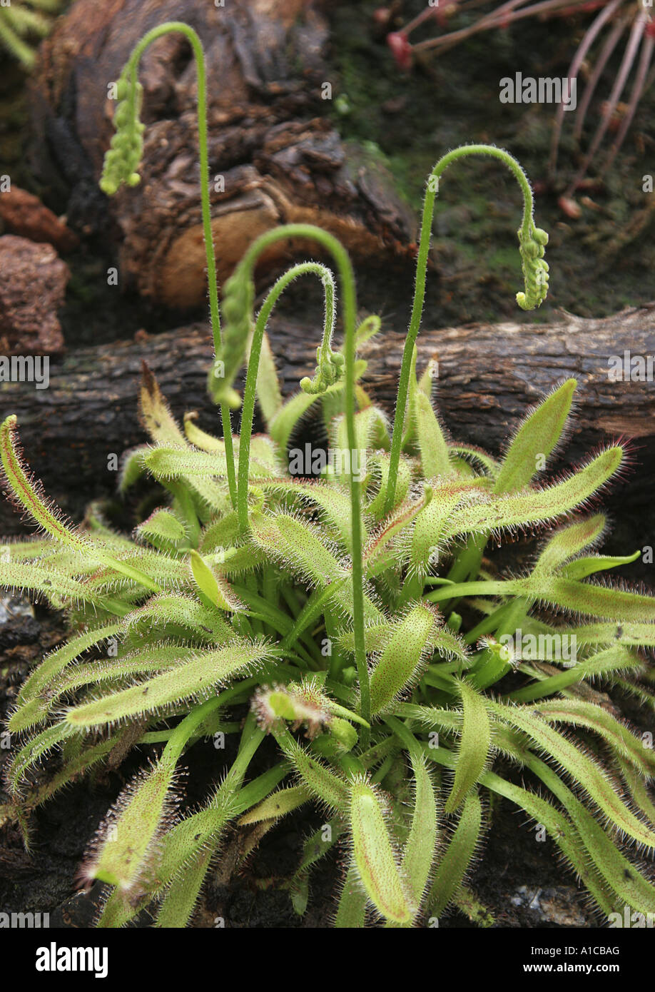 Cape sundew indoor plants hi-res stock photography and images - Alamy