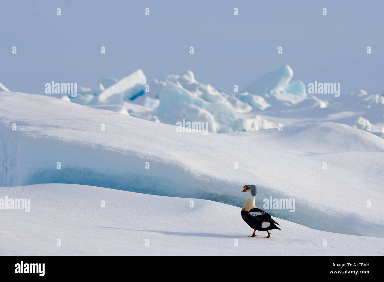 king eider Somateria spectabilis on jumbled ice on the frozen Chukchi ...