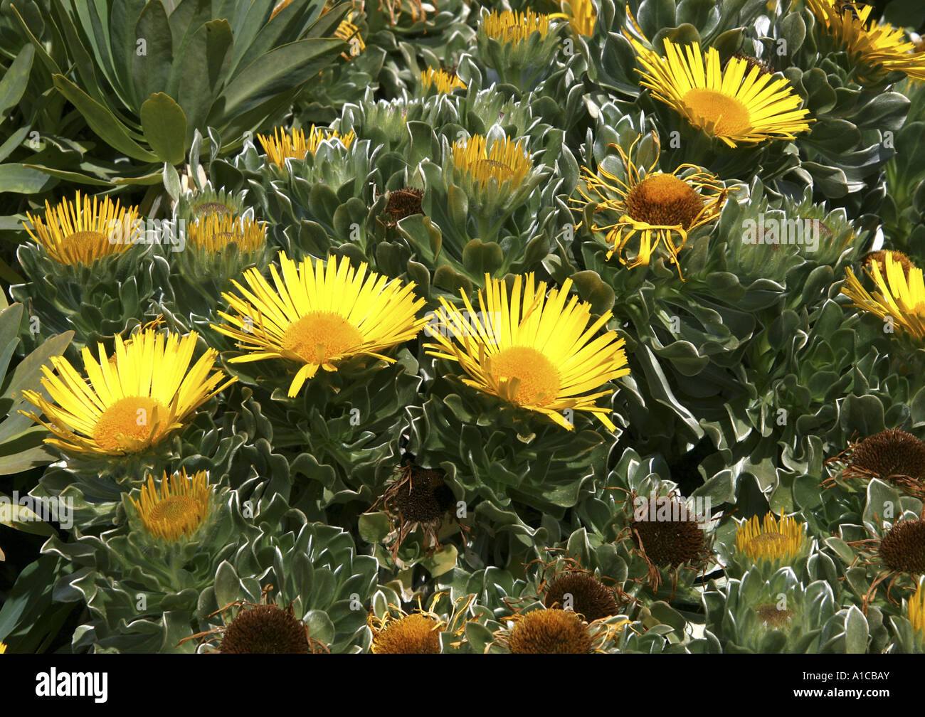 Asteriscus sericeus hi-res stock photography and images - Alamy
