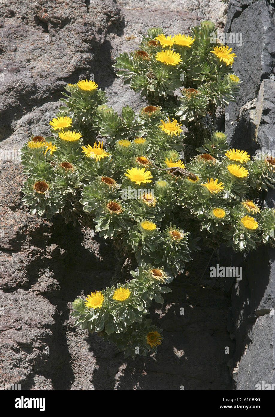 Asteriscus sericeus hi-res stock photography and images - Alamy