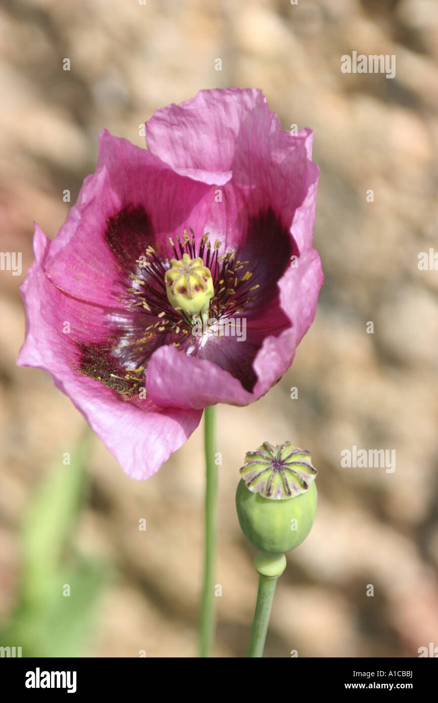Poppy papaver somniferum single flower hi-res stock photography and ...