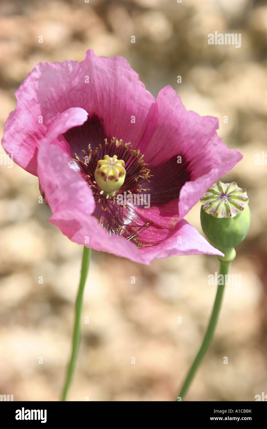 Opium poppies africa hi-res stock photography and images - Alamy