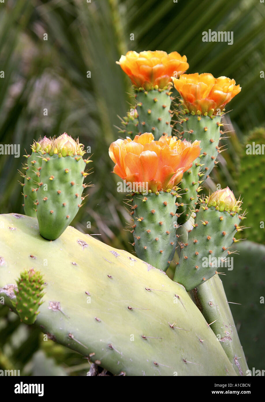 Indian fig, cactus pear (Opuntia ficus-indica, Opuntia ficus-barbarica ...