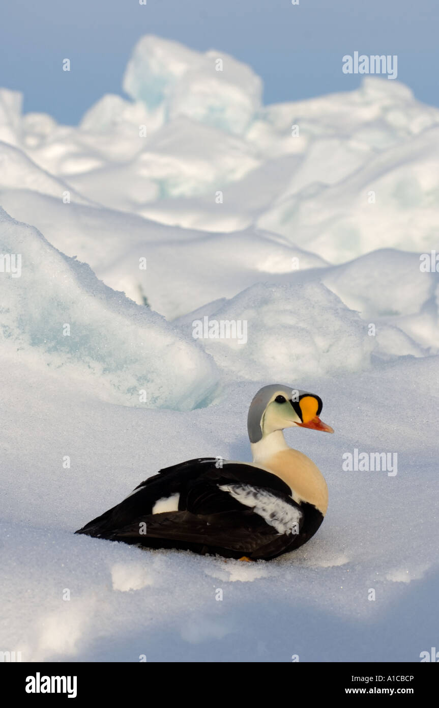 king eider Somateria spectabilis on jumbled ice over the frozen Chukchi ...