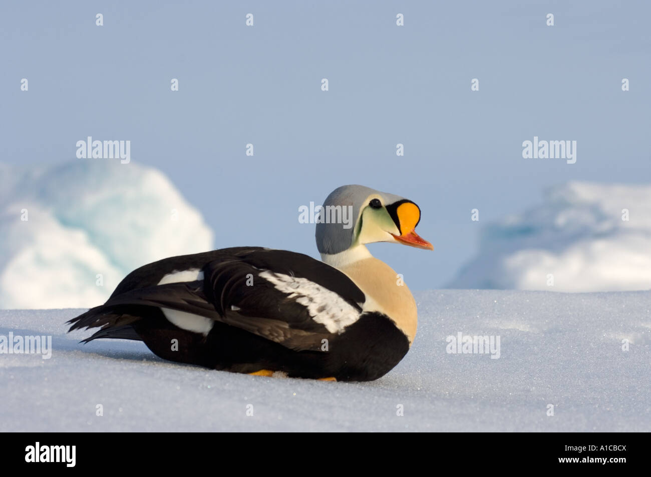 king eider Somateria spectabilis on jumbled ice over the frozen Chukchi ...