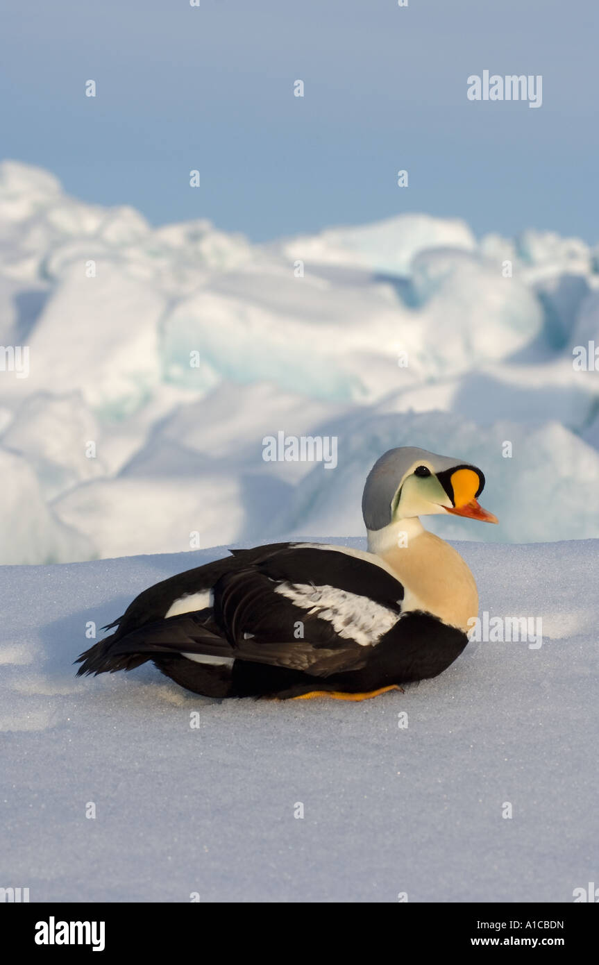 king eider Somateria spectabilis on jumbled ice over the frozen Chukchi ...