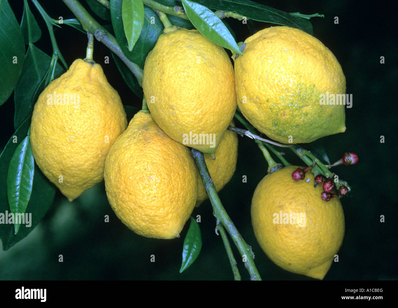 lemon (Citrus limon), fruits on a tree Stock Photo - Alamy