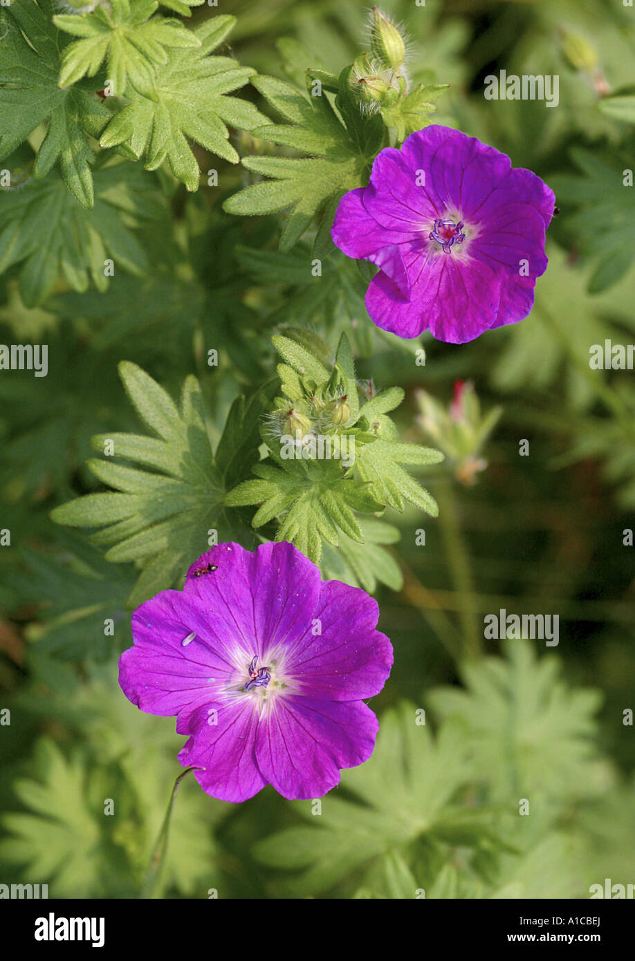 bloody cranesbill, blood-red cranesbill (Geranium sanguineum ...