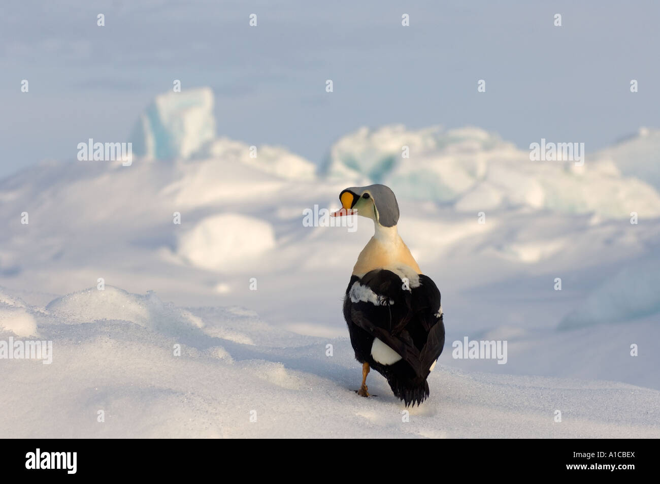 king eider Somateria spectabilis on jumbled ice over the frozen Chukchi ...