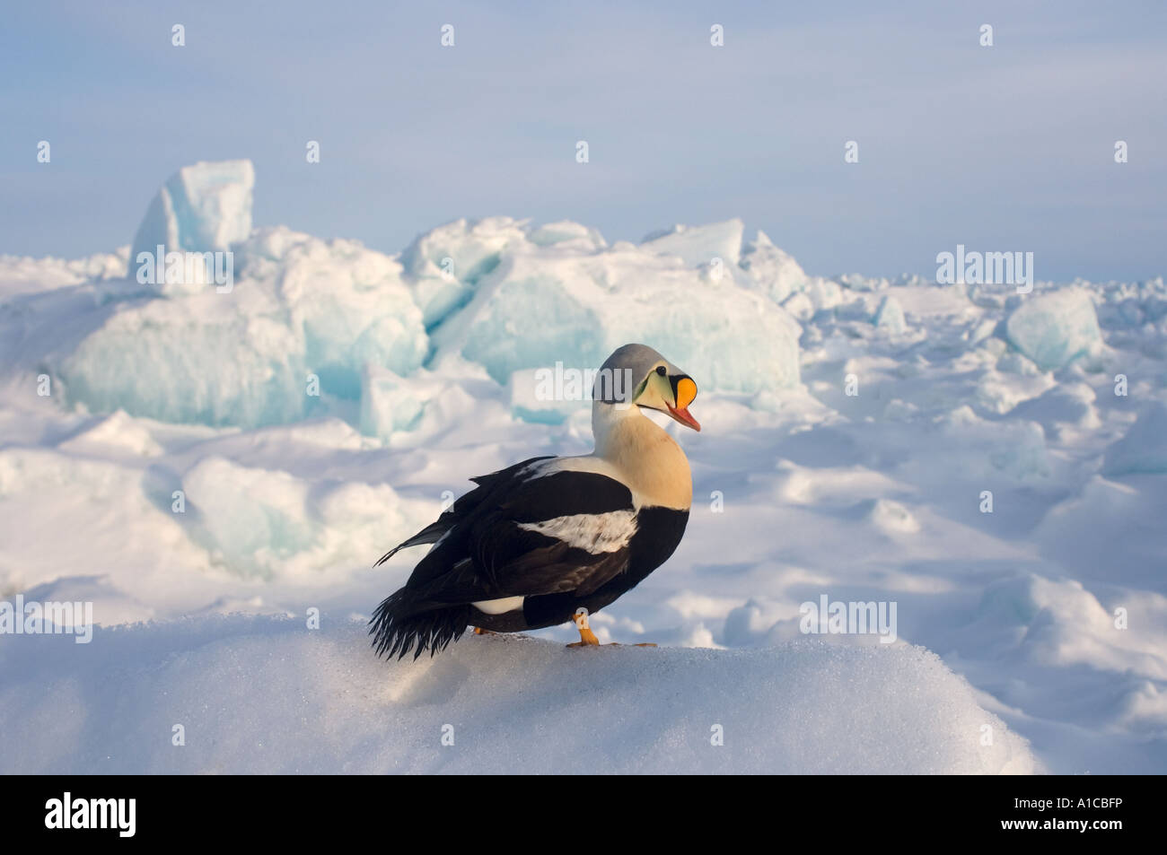 king eider Somateria spectabilis on jumbled ice over the frozen Chukchi ...