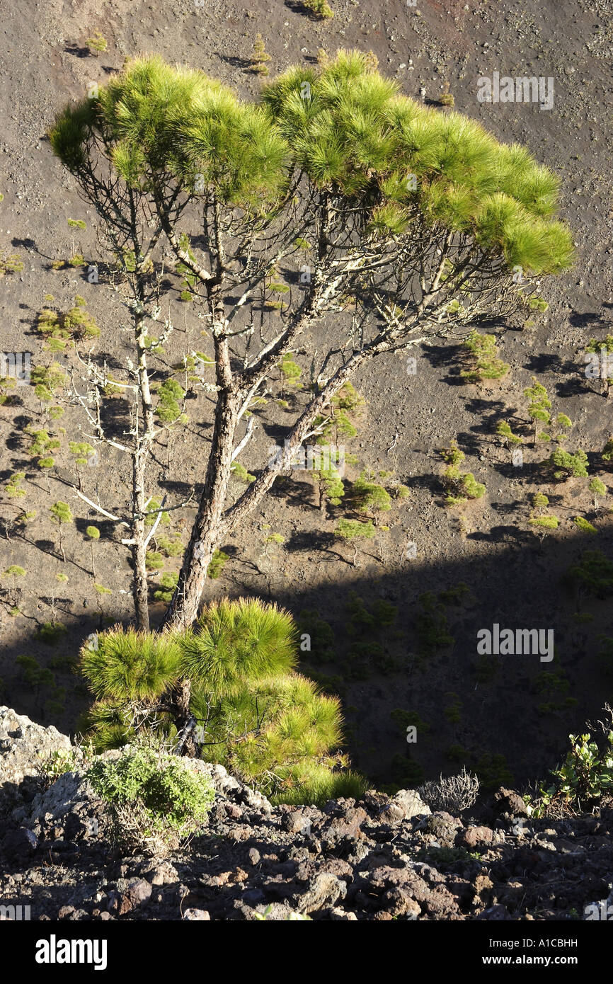 Canary pine (Pinus canariensis), single tree at the crater of the ...