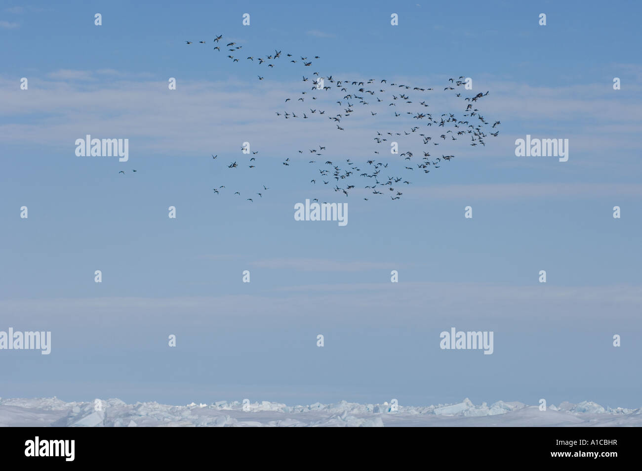 king eider Somateria spectabilis in flight along the Arctic coast ...