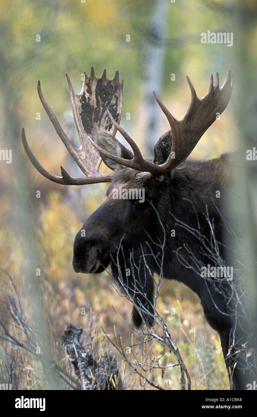 Moose eating plants hi-res stock photography and images - Alamy