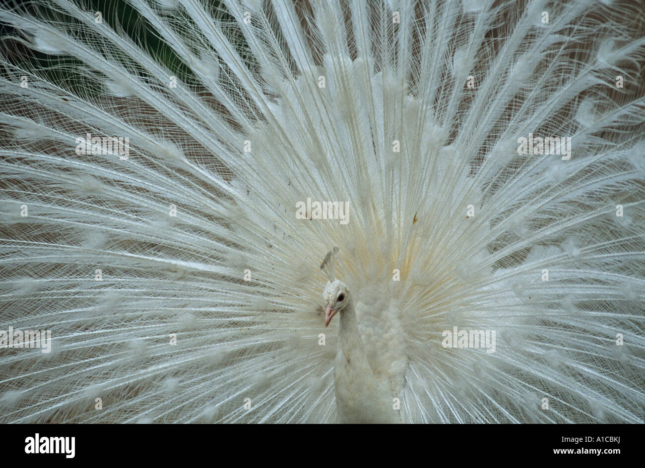 White Peacock Bird High Resolution Stock Photography and Images - Alamy