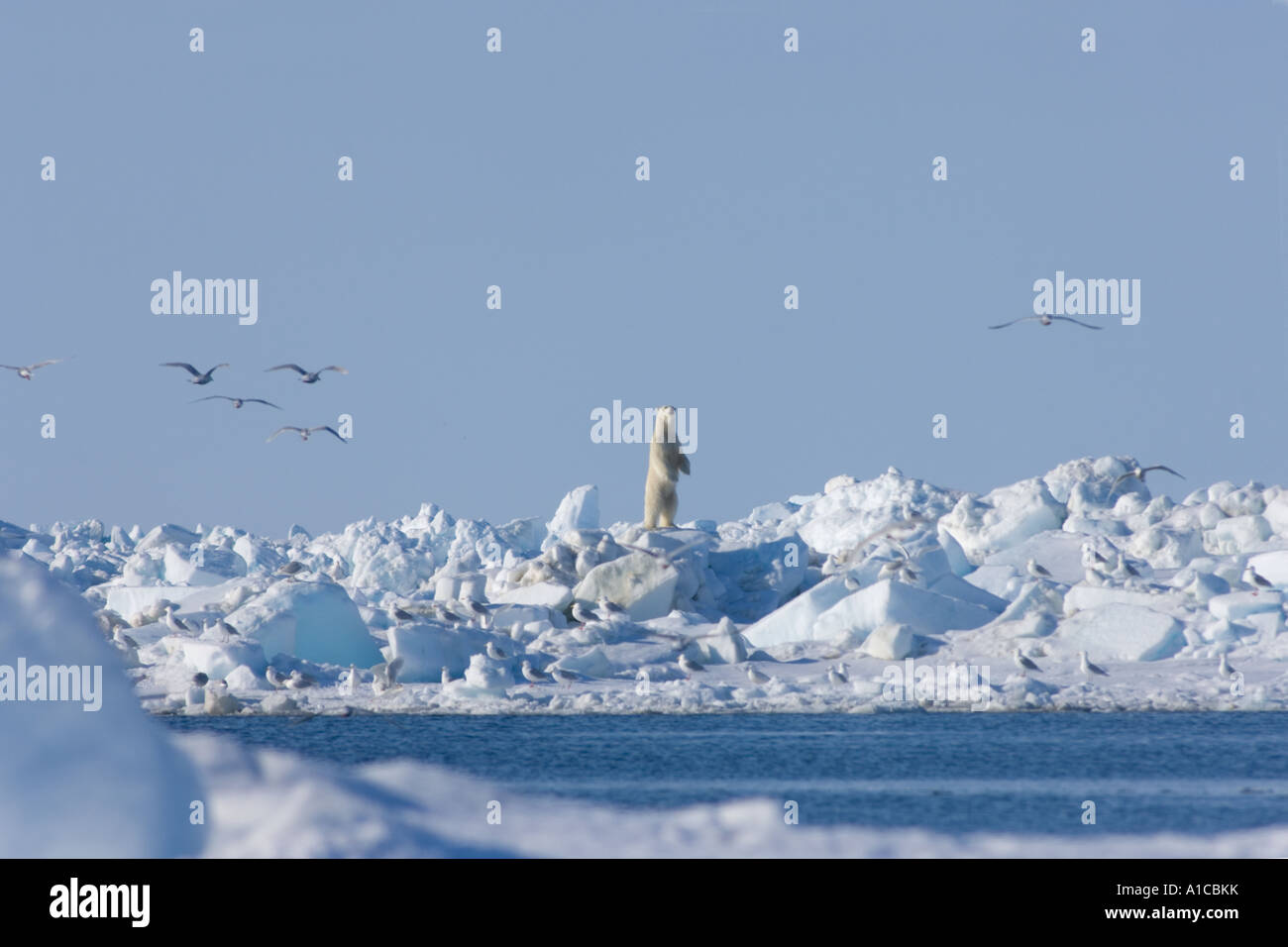 polar bear Ursus maritimus standing and looking across an open lead ...