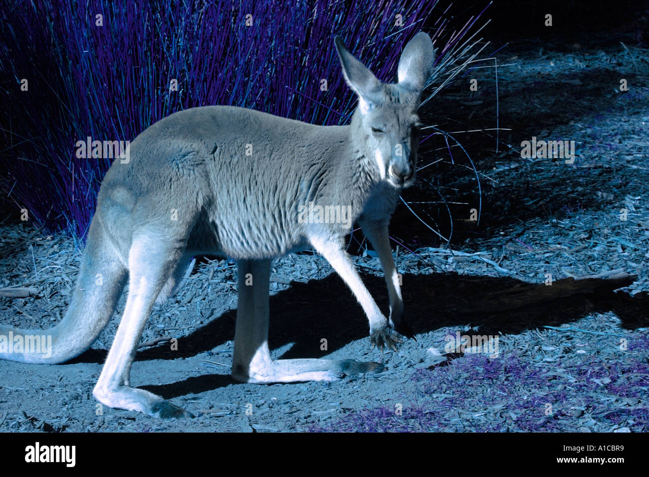 Night photo of Red Kangaroo at Healesville Zoo in Australia Stock Photo ...