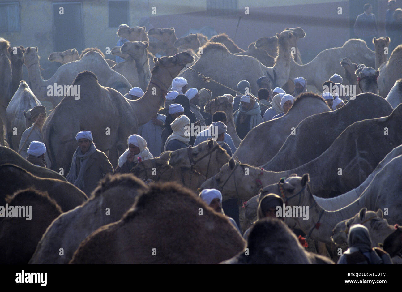 Camel trade hi-res stock photography and images - Alamy