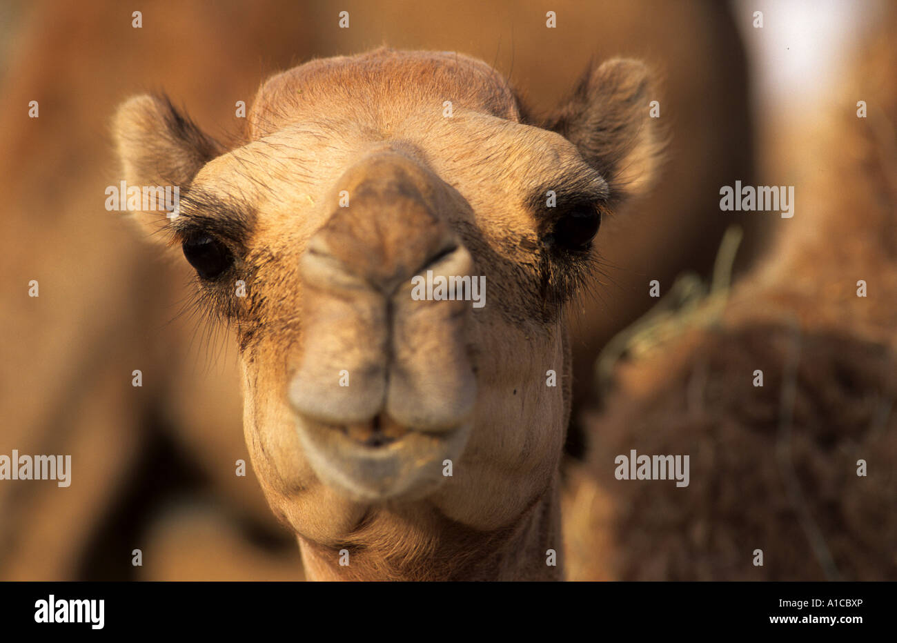 friendly funny fun smiling camel animal face close up Stock Photo - Alamy