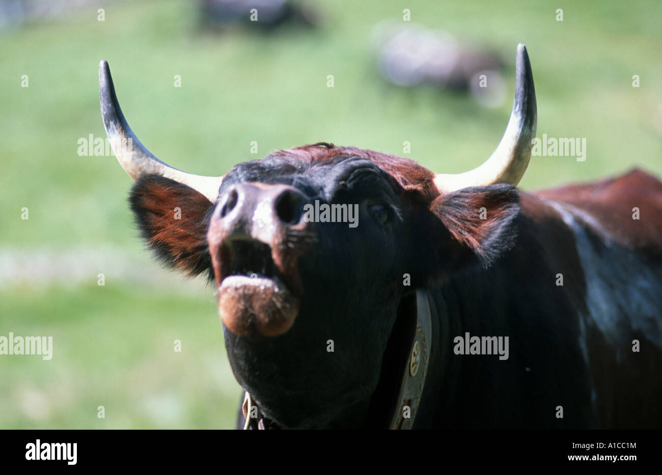 cow close portrait head cry expressive cattle protest Stock Photo - Alamy