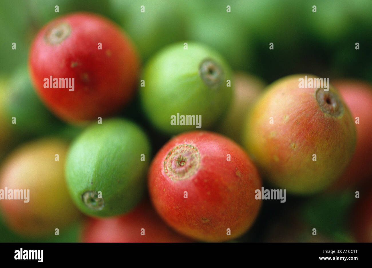coffee plant fruit grow tree close up detail brazil Stock Photo - Alamy