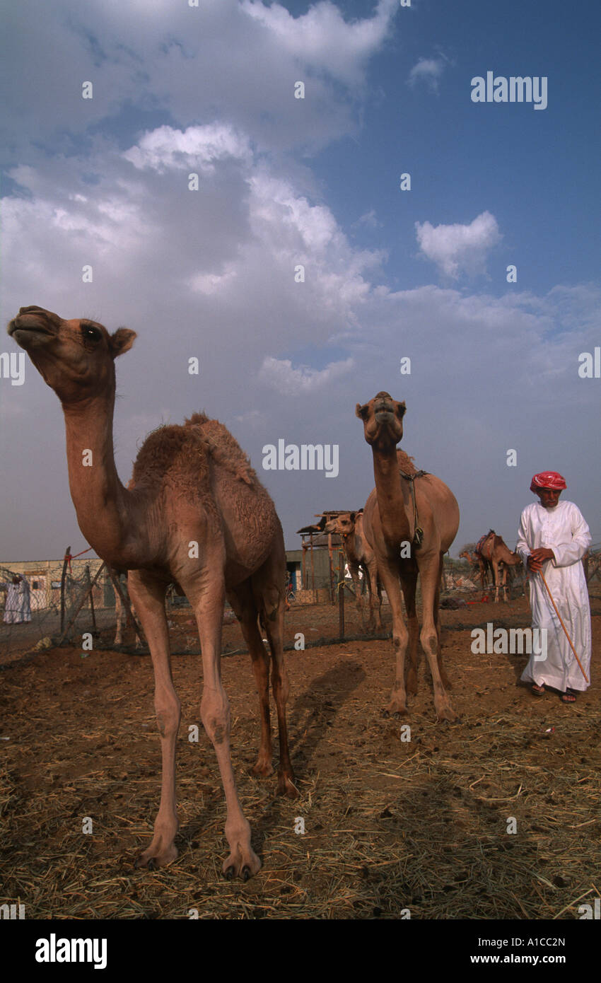Camel Market Merchants Camels High Resolution Stock Photography and ...