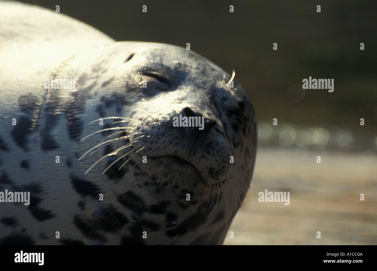 Radiant seal hi-res stock photography and images - Alamy