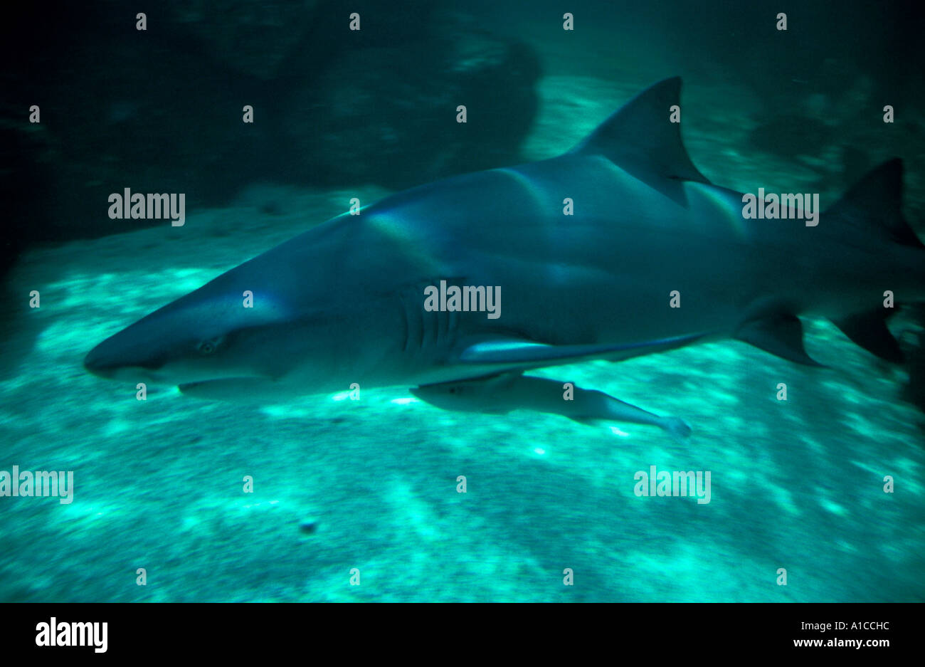 Menacing looking shark hi-res stock photography and images - Alamy