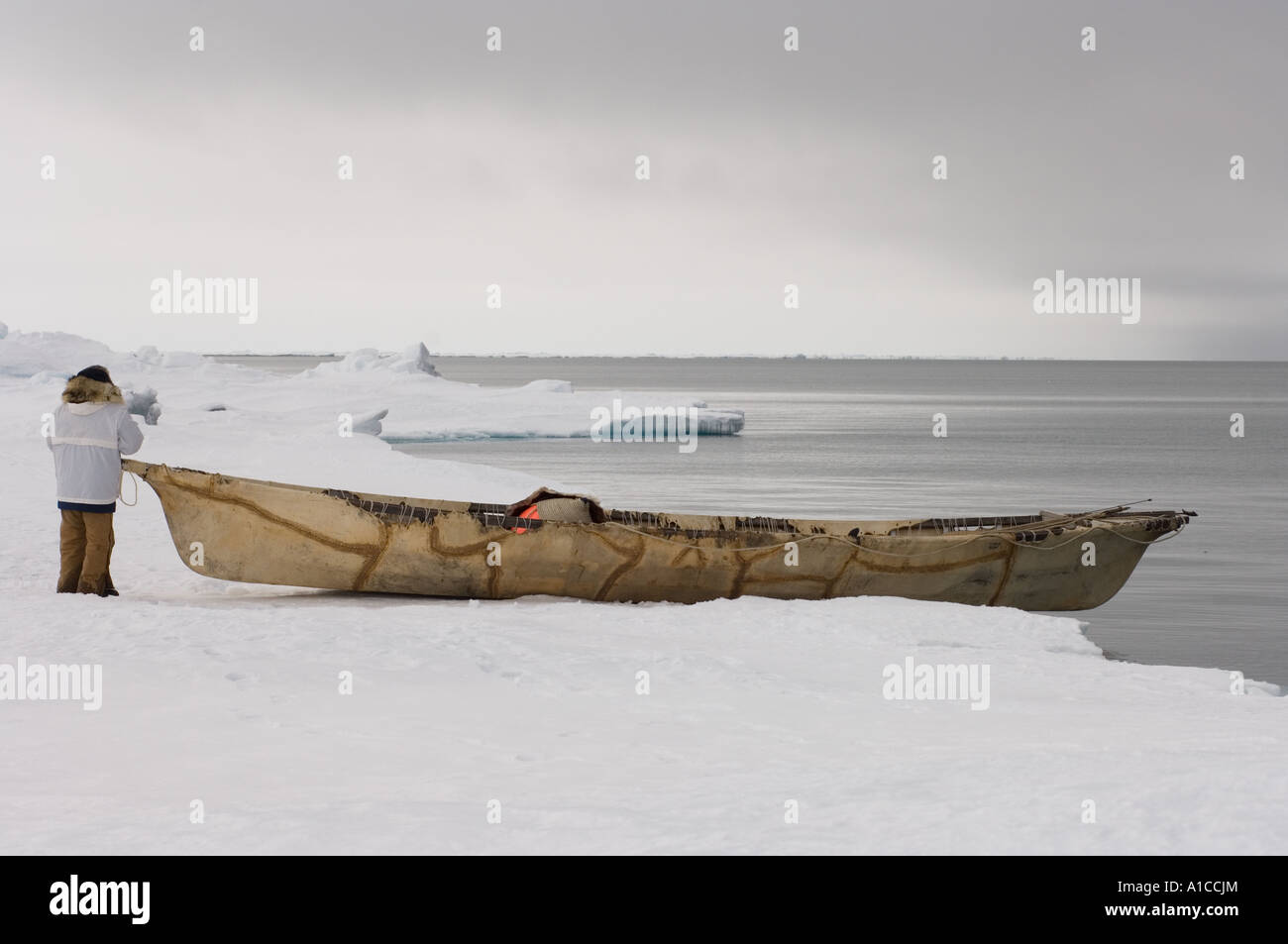 inupiat hunter with a skin boat on the edge of a lead in the frozen ...