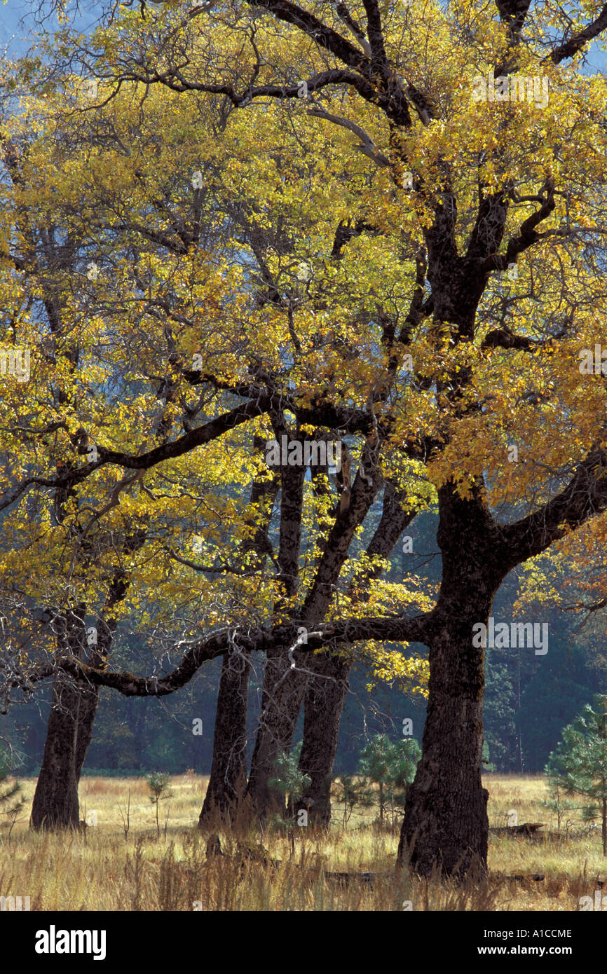 yellow oak trees in fall autumn colors in Yosemite Valley in the Sierra ...