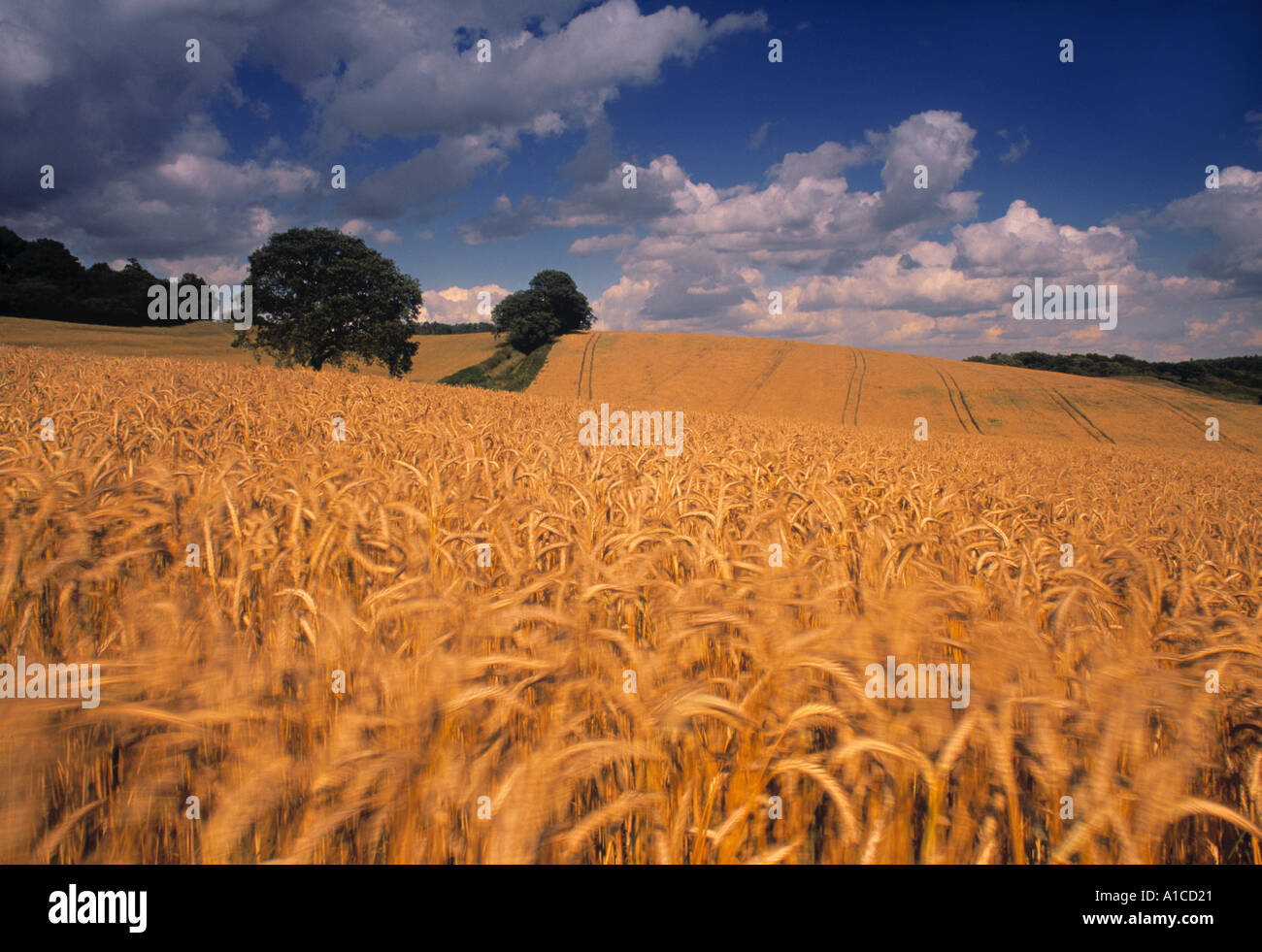 Wheat field, England Stock Photo - Alamy