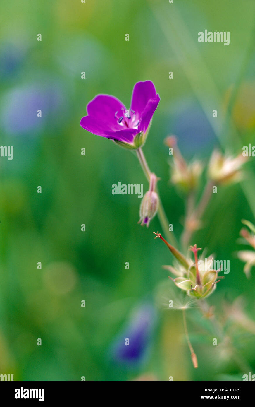 Alpine flower, Switzerland Stock Photo - Alamy