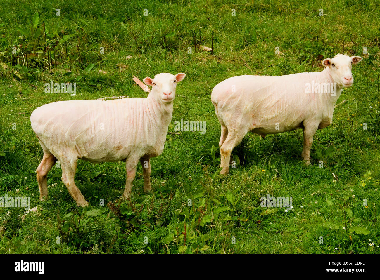Corriedale sheep hi-res stock photography and images - Alamy